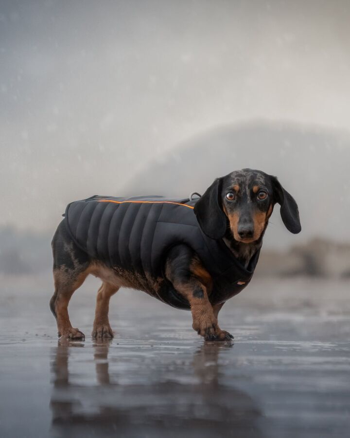 Wondercoat – Performance Dog Coats