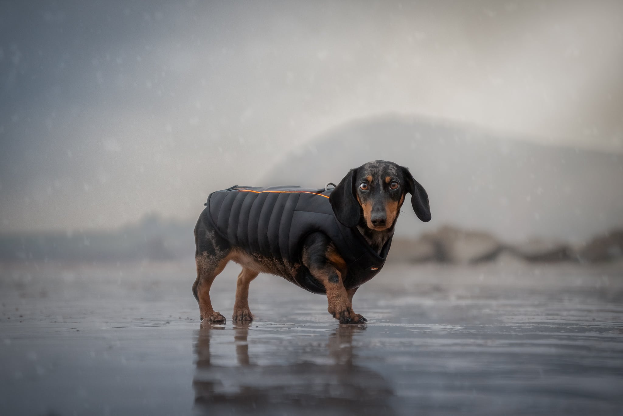 Wondercoat – Luxury Dog Coats