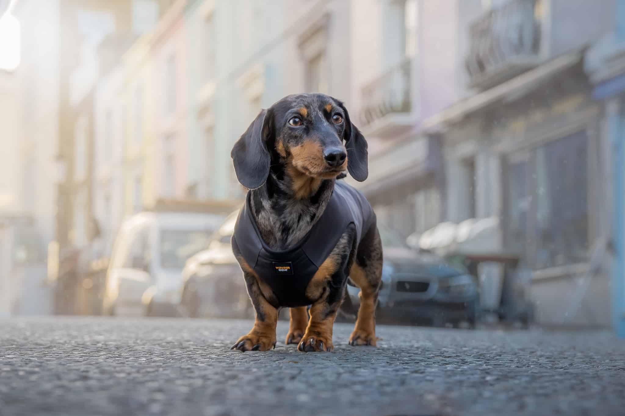 Wondercoat – Luxury Dog Coats