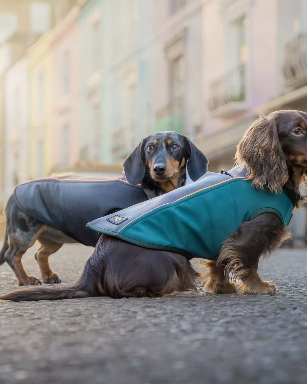 Wondercoat – Performance Dog Coats