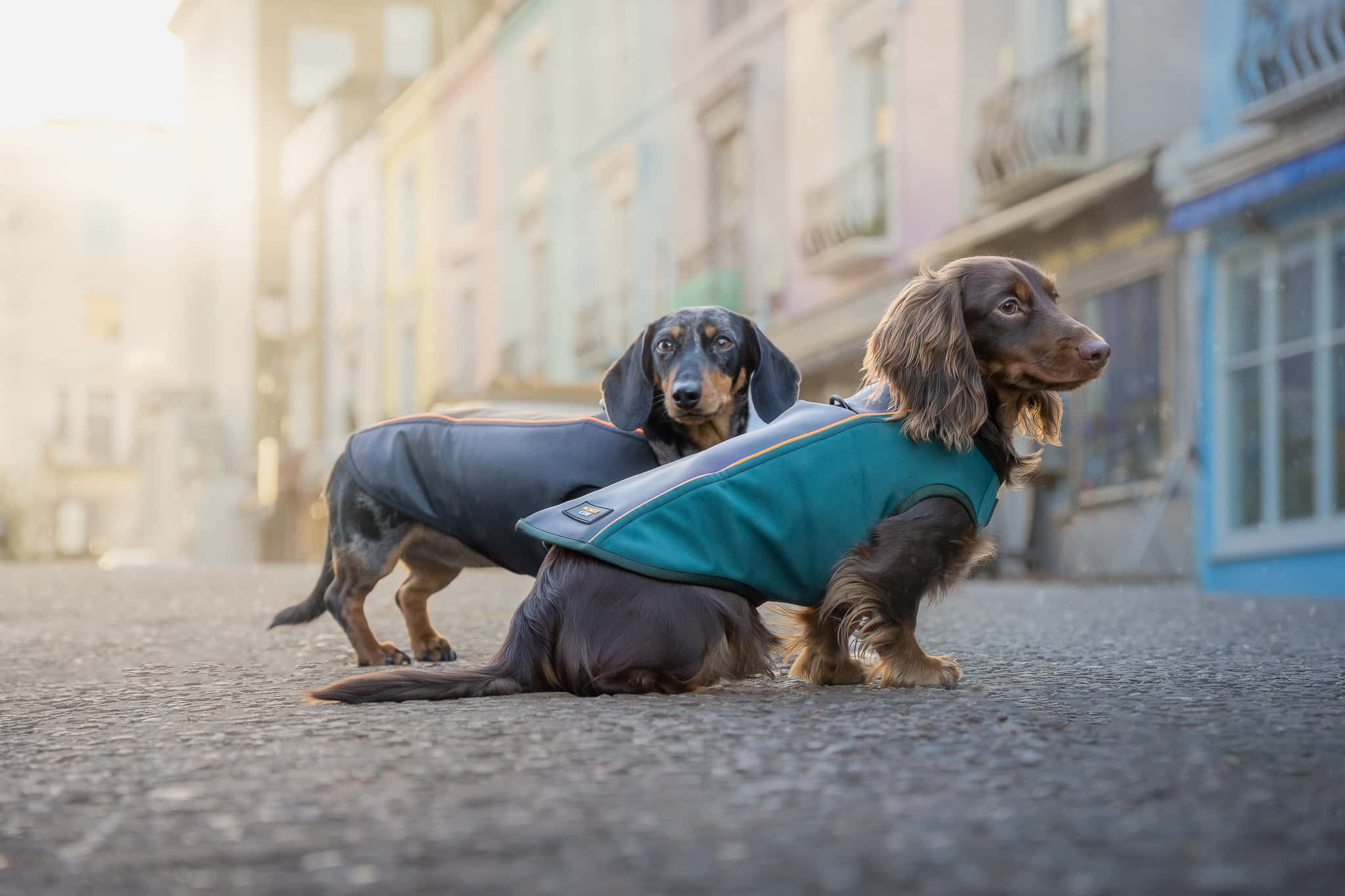 Wondercoat – Luxury Dog Coats