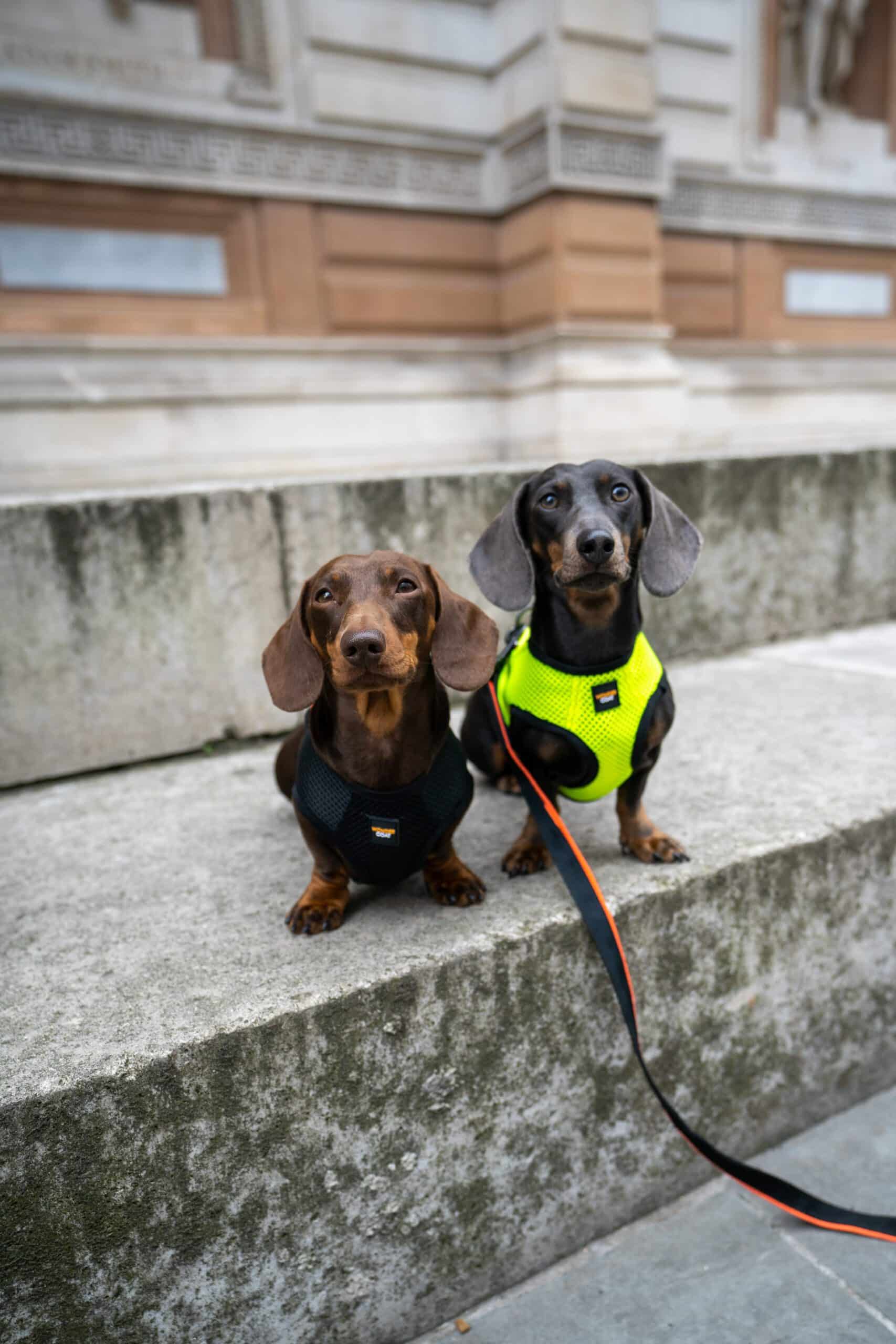Wondercoat – Luxury Dog Coats