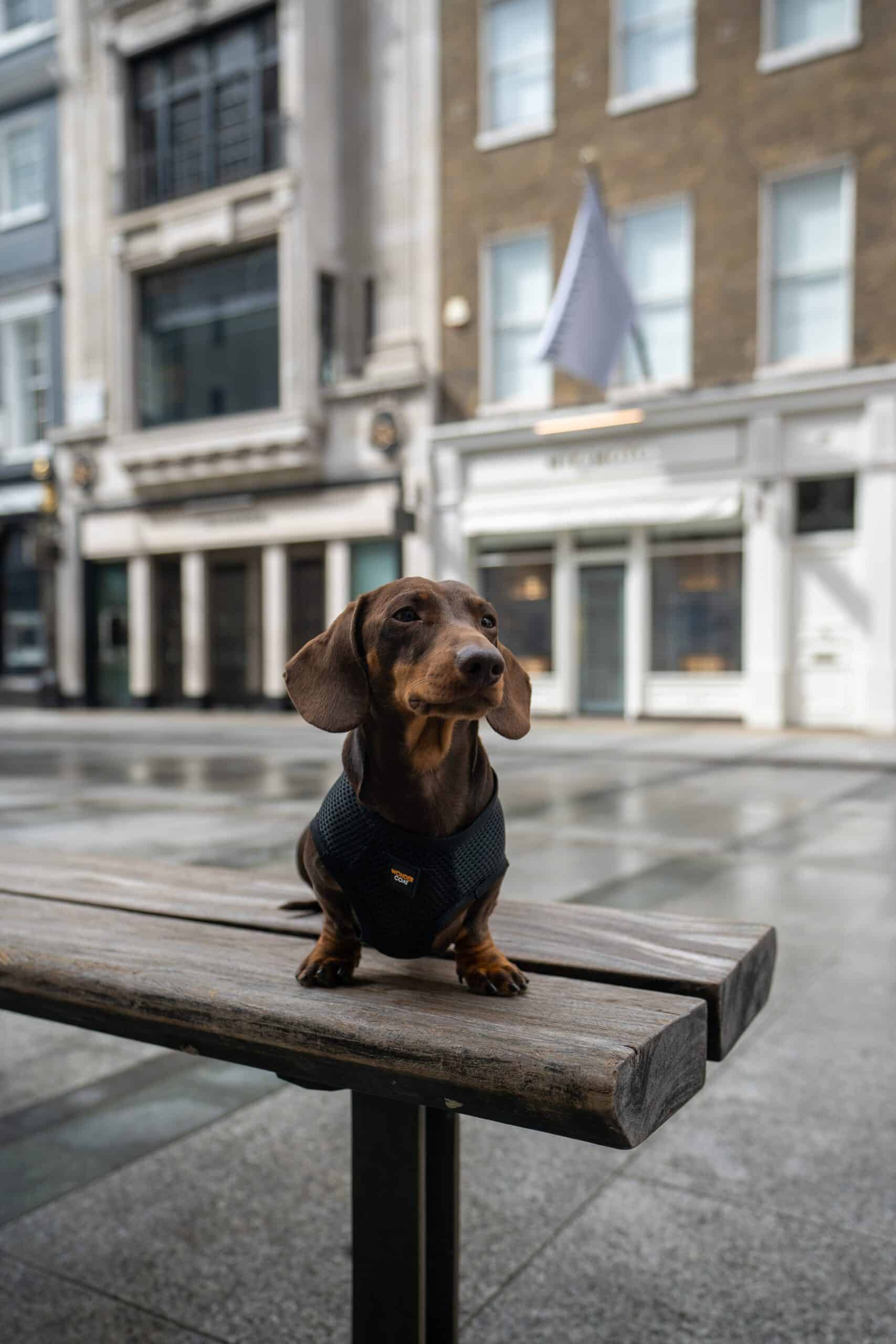 Wondercoat – Luxury Dog Coats