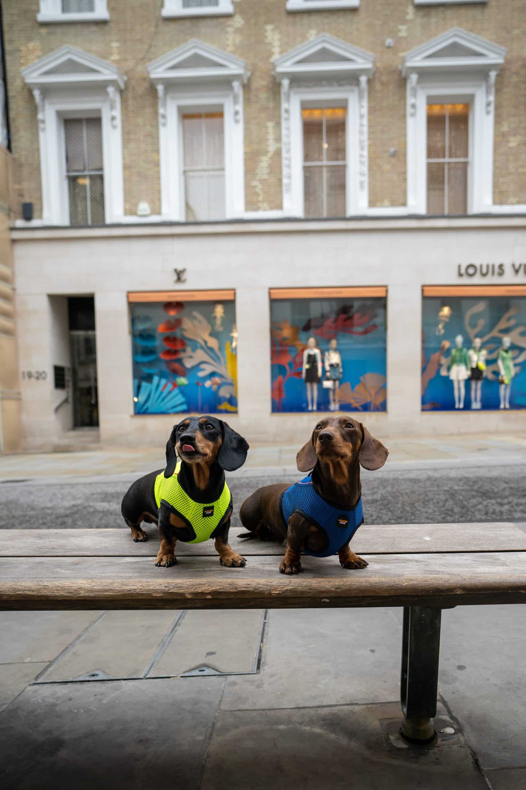 Wondercoat – Luxury Dog Coats