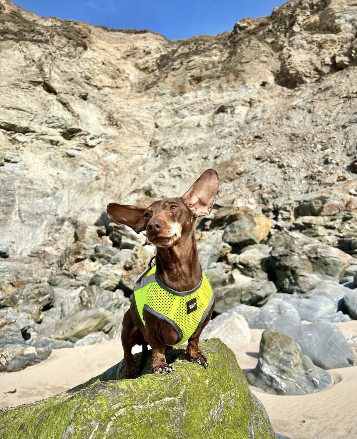 Wondercoat – Luxury Dog Coats