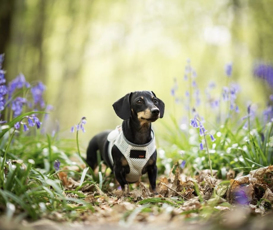 Wondercoat – Luxury Dog Coats