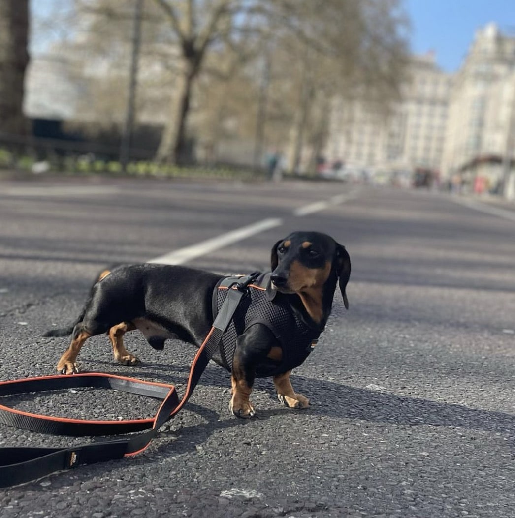 Wondercoat – Luxury Dog Coats