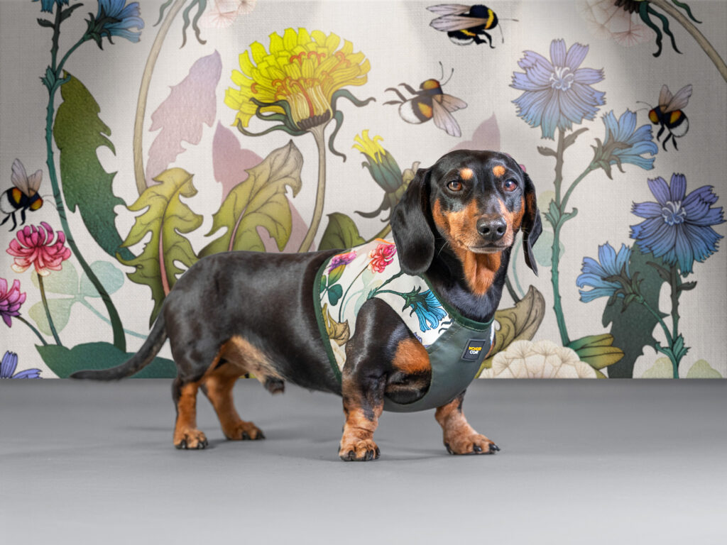 Dachshund harnesses and coats - Performance, Safety, Style - Wondercoat