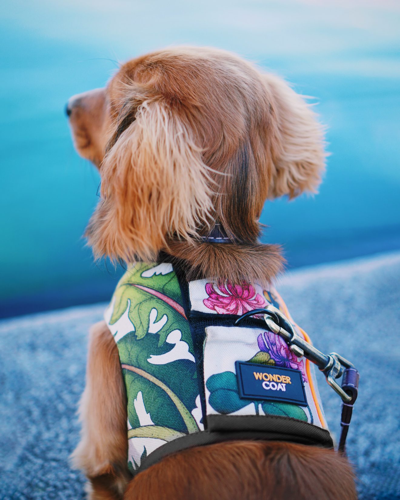 Dachshund harnesses and coats - Performance, Safety, Style - Wondercoat