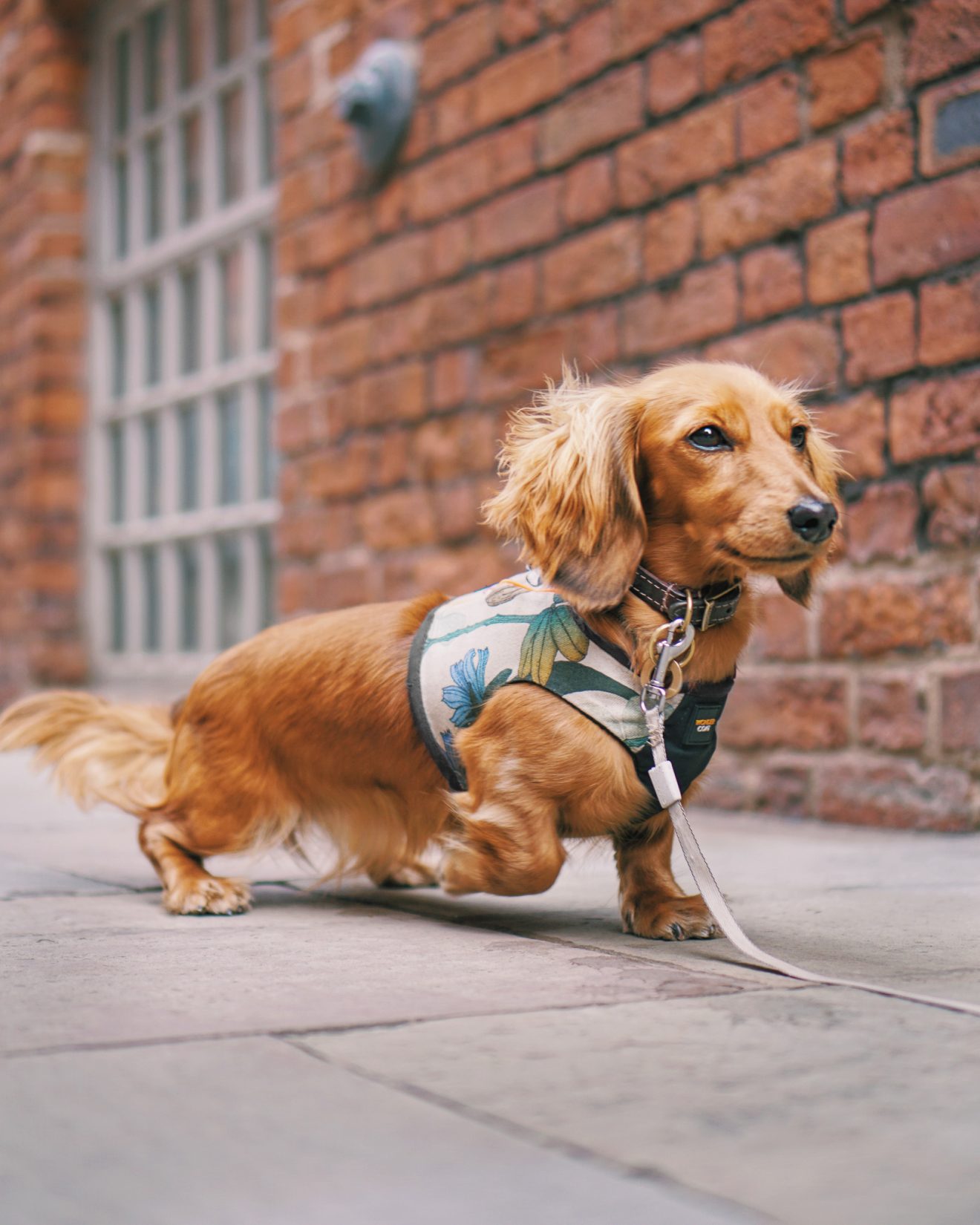 Dachshund harnesses and coats - Performance, Safety, Style - Wondercoat