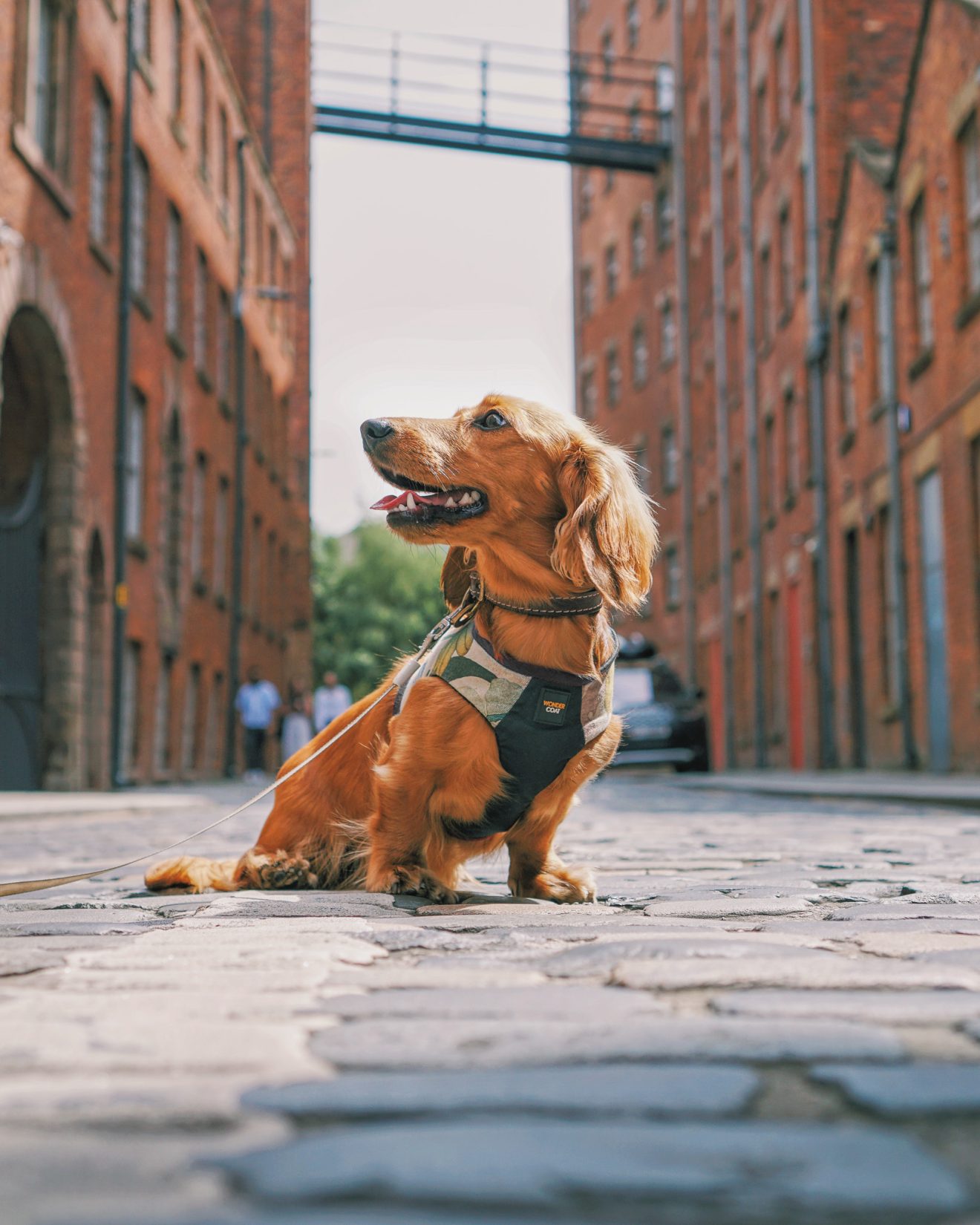 Dachshund harnesses and coats - Performance, Safety, Style - Wondercoat