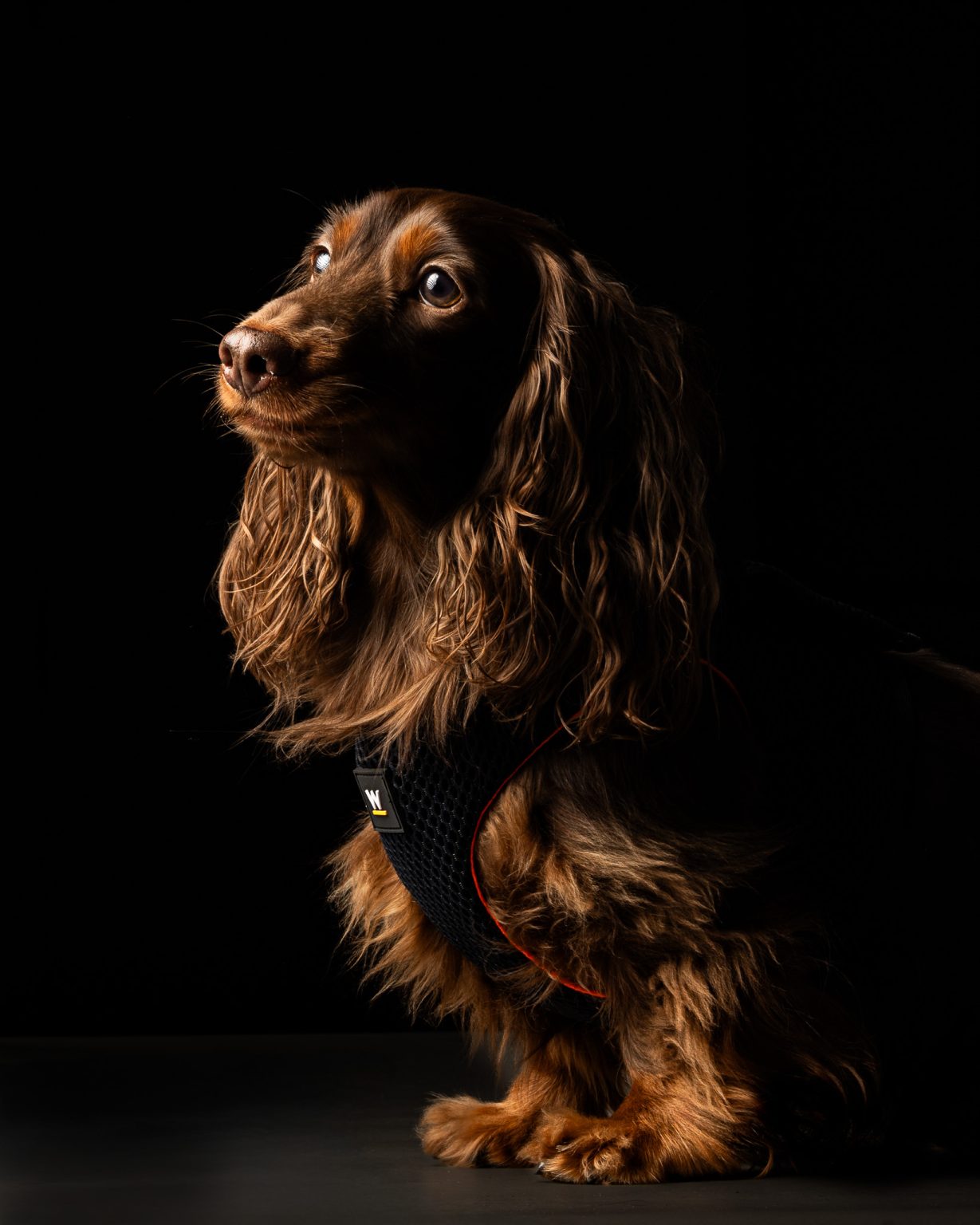 Harness Lite - Wondercoat