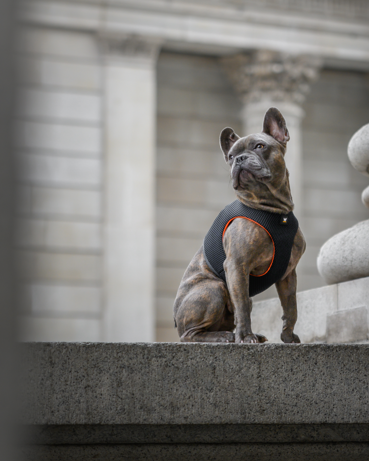 Harness Lite - Wondercoat
