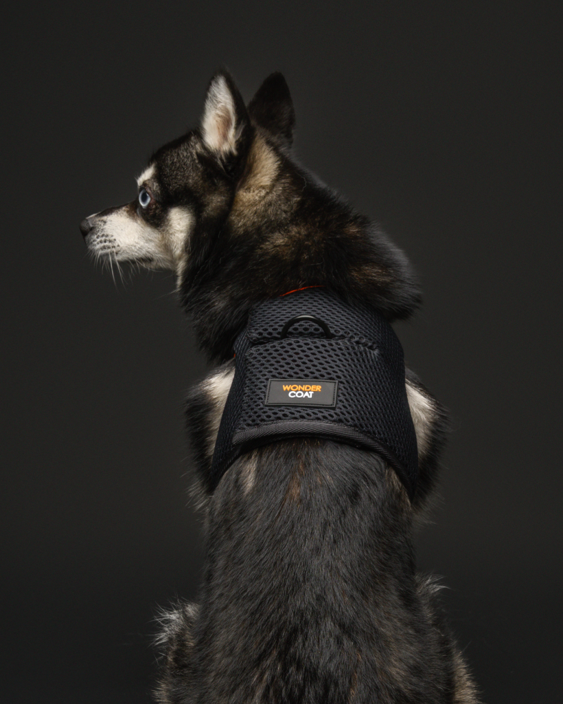 Dachshund harnesses and coats - Performance, Safety, Style - Wondercoat